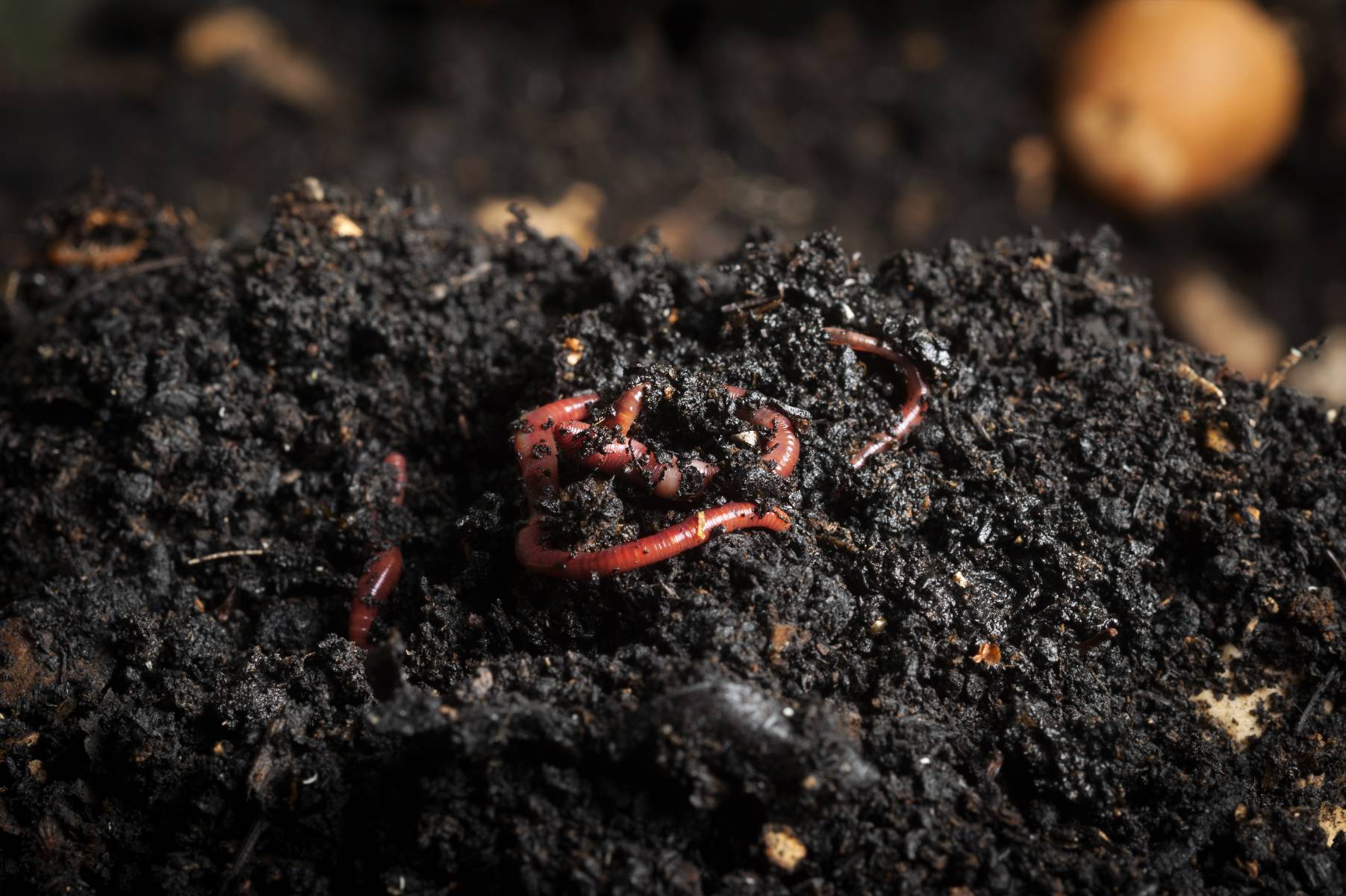Vermicomposting: Worms At Work – Videos – Mother Earth News